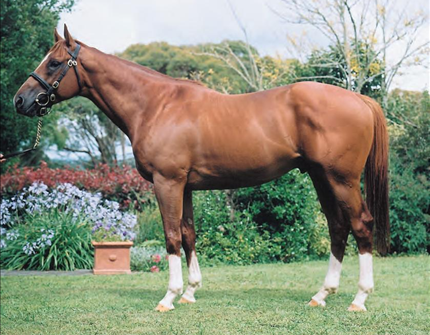 Stallion Roster Display