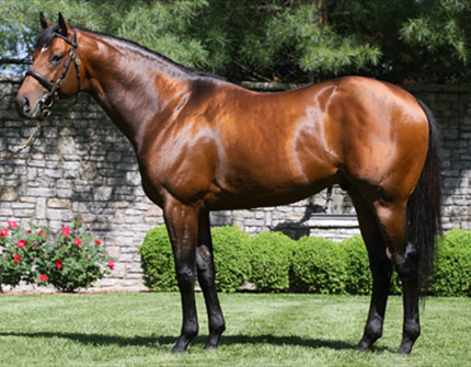 Stallion Roster Display