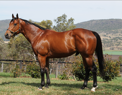 Stallion Roster Display