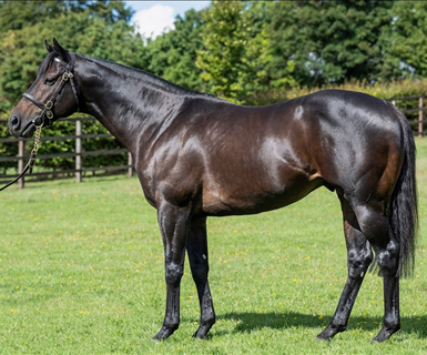 Stallion Roster Display