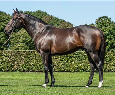 Stallion Roster Display