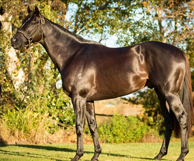 Stallion Roster Display