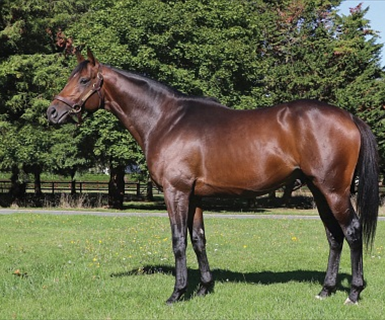 Stallion Roster Display