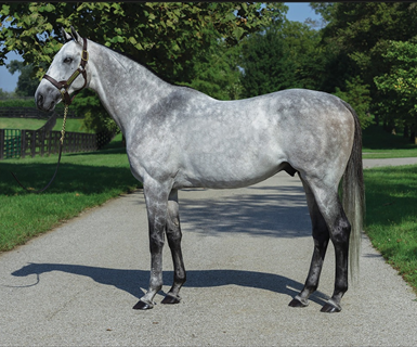 Stallion Roster Display