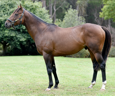 Stallion Roster Display