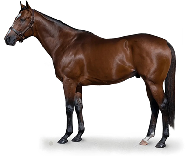 Stallion Roster Display