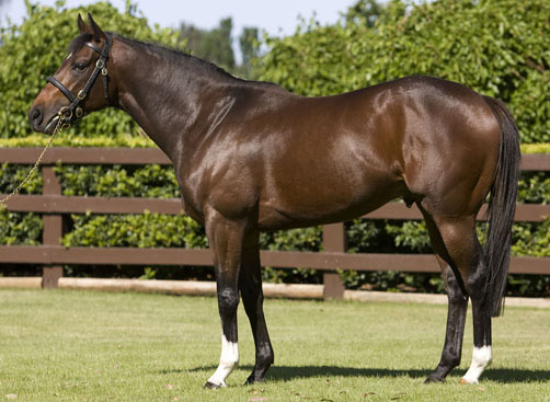 Stallion Roster Display