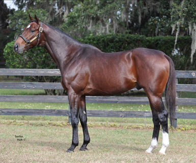 Stallion Roster Display