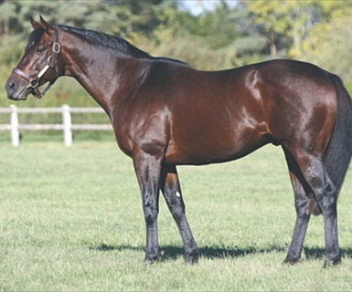 Stallion Roster Display