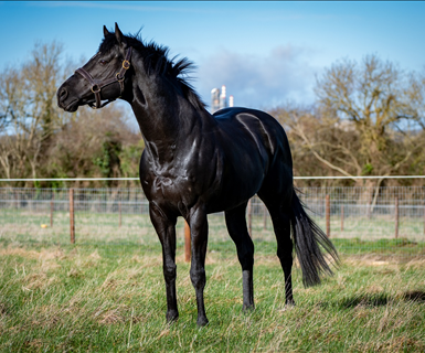 Stallion Roster Display