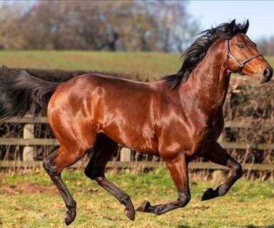 Stallion Roster Display