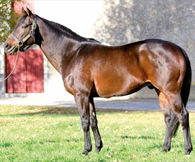 Stallion Roster Display