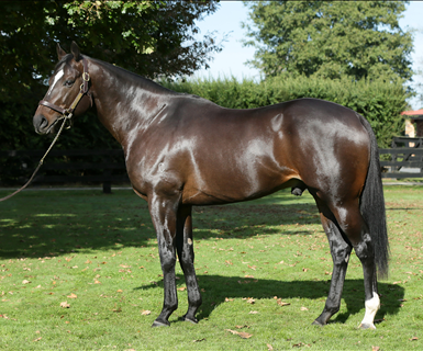 Stallion Roster Display