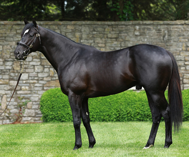 Stallion Roster Display