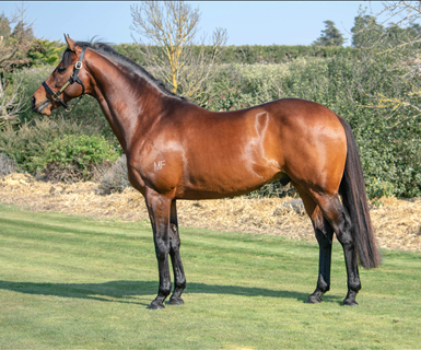 Stallion Roster Display