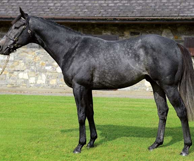 Stallion Roster Display