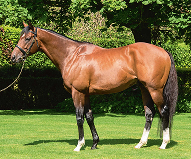 Stallion Roster Display