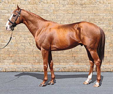 Stallion Roster Display