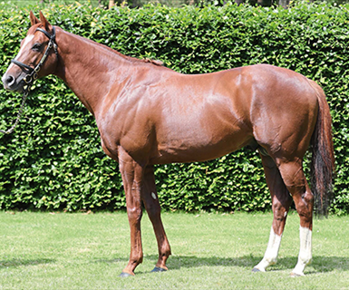 Stallion Roster Display