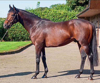 Stallion Roster Display