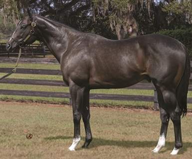 Stallion Roster Display