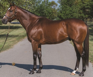 Stallion Roster Display