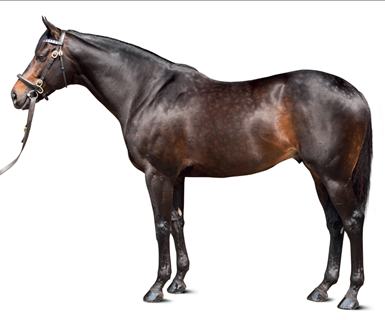 Stallion Roster Display