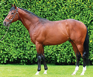 Stallion Roster Display