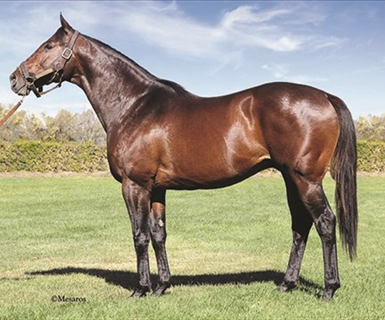 Stallion Roster Display