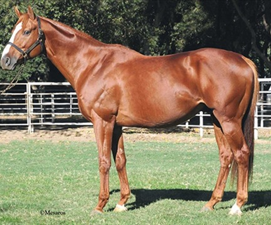 Stallion Roster Display