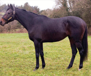 Stallion Roster Display