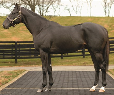 Stallion Roster Display