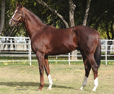Stallion Roster Display