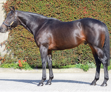 Stallion Roster Display