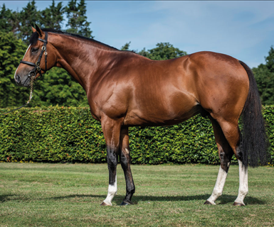 Stallion Roster Display