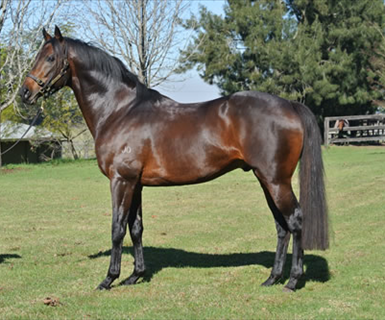 Stallion Roster Display