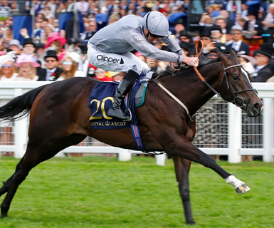 Stallion Roster Display