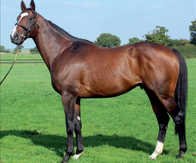 Stallion Roster Display